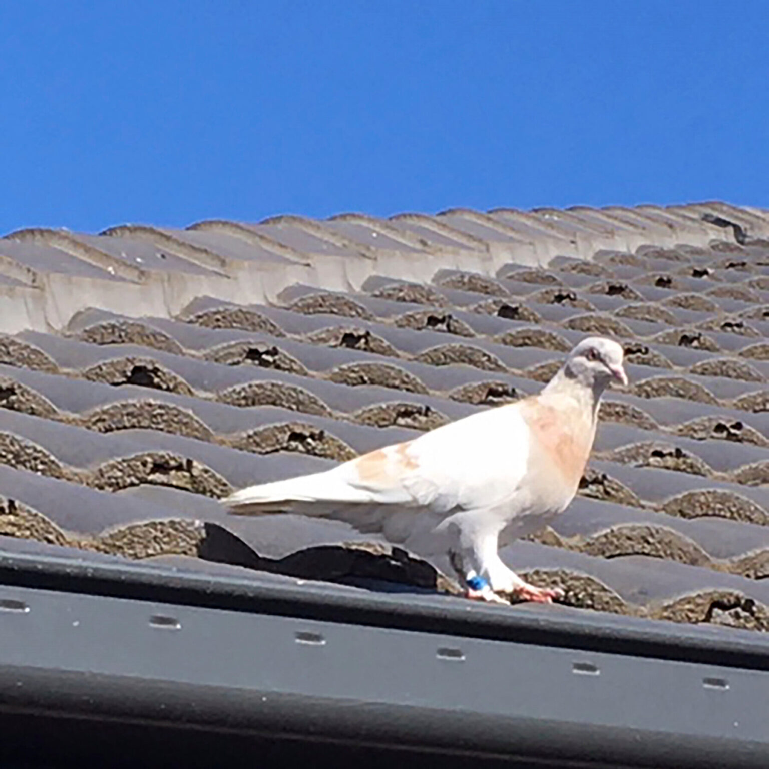 Joe the pigeon spared the death sentence in Australia as U.S. tag ...